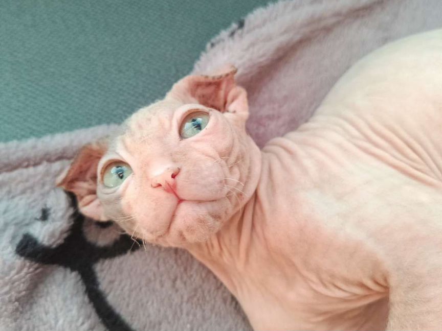 Сфинкс котенок, Левкой