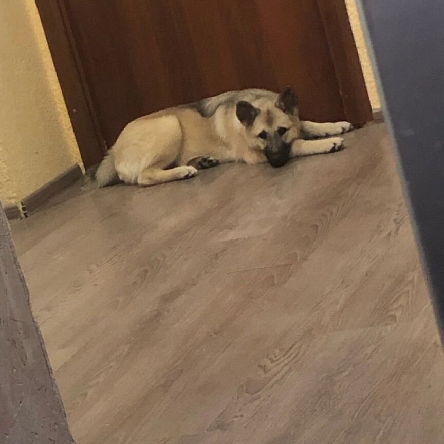 Собака хатико