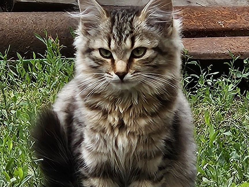 Котенок в добрые руки