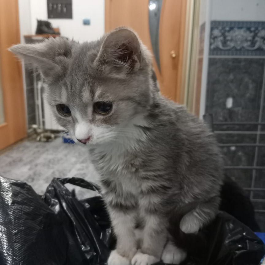 Кот