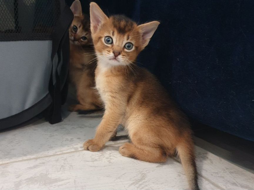 Абиссинские котята