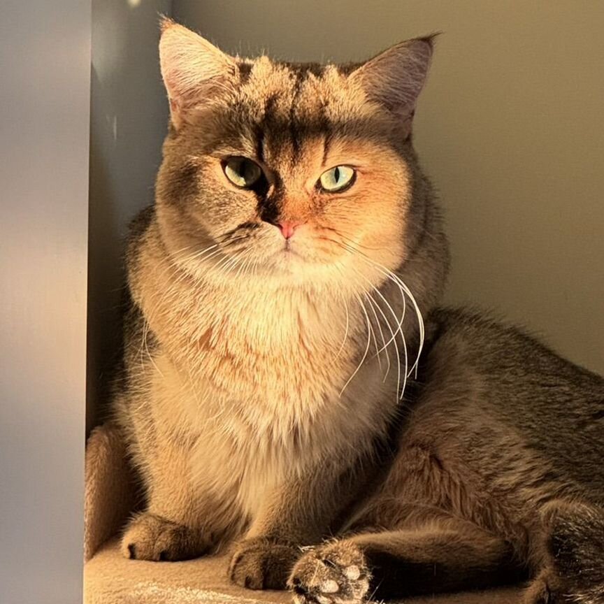 Шотландский прямоухий короткошёрстный, взрослый кот