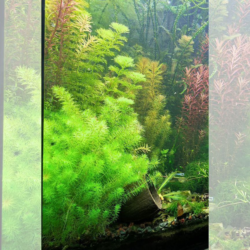 Аквариумные растения