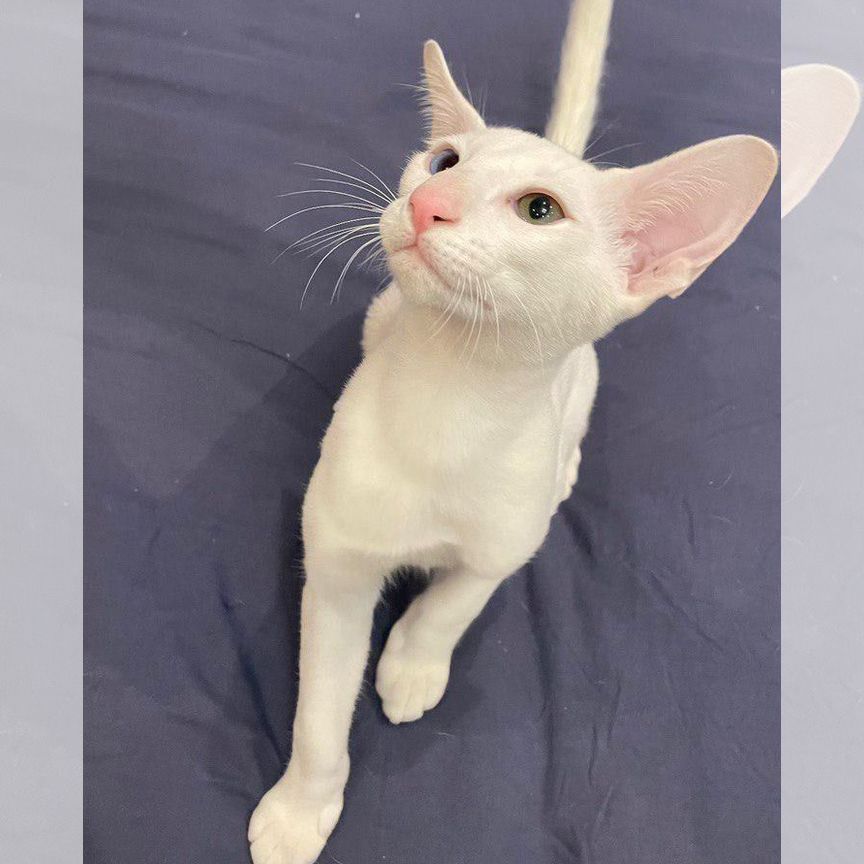 Ориентальный белый кот