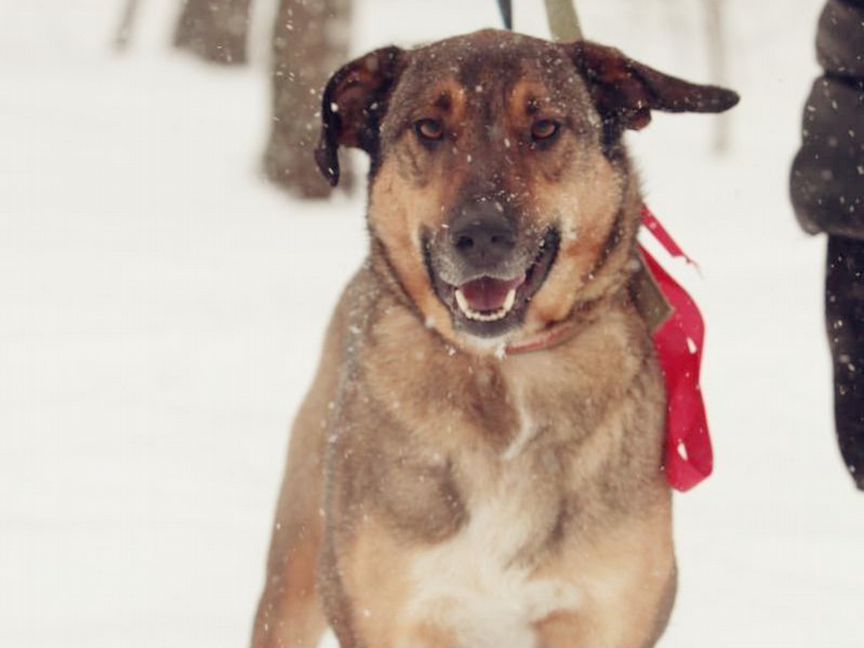 Пес Август в хорошие руки