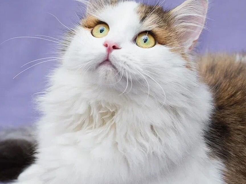 Нежен до безобразия