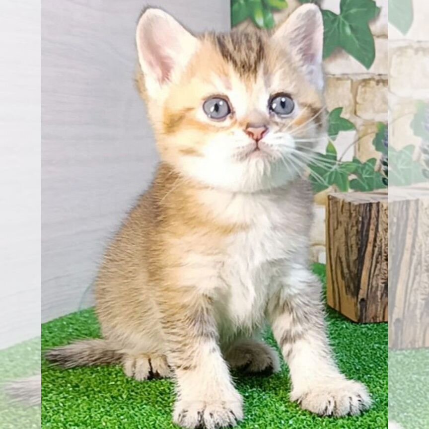 Шотландский прямоухий короткошёрстный кот, вязка