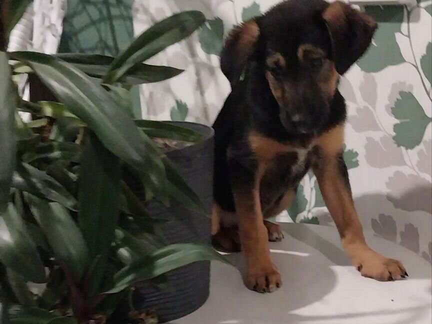 Щенок в добрые руки