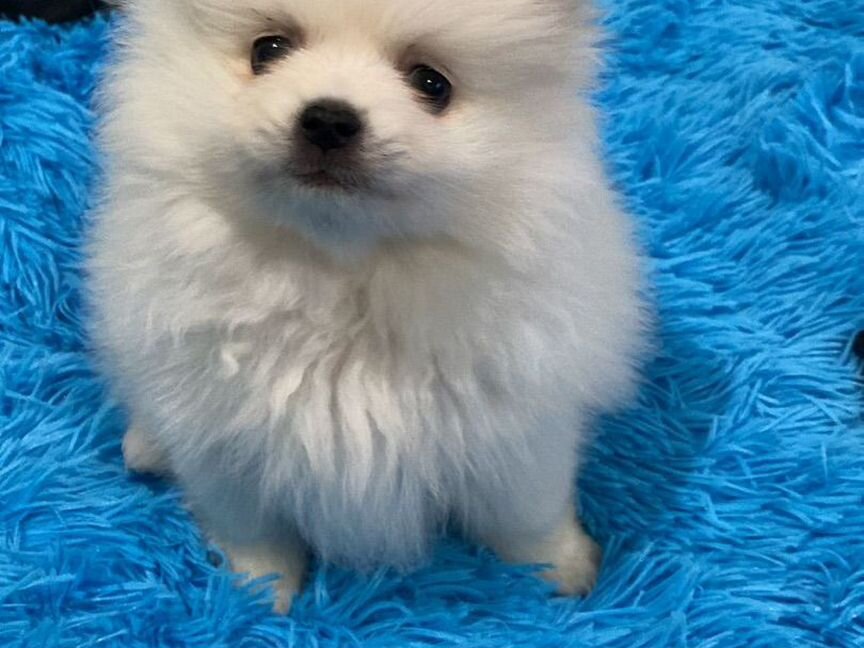 Милая шпицедетка