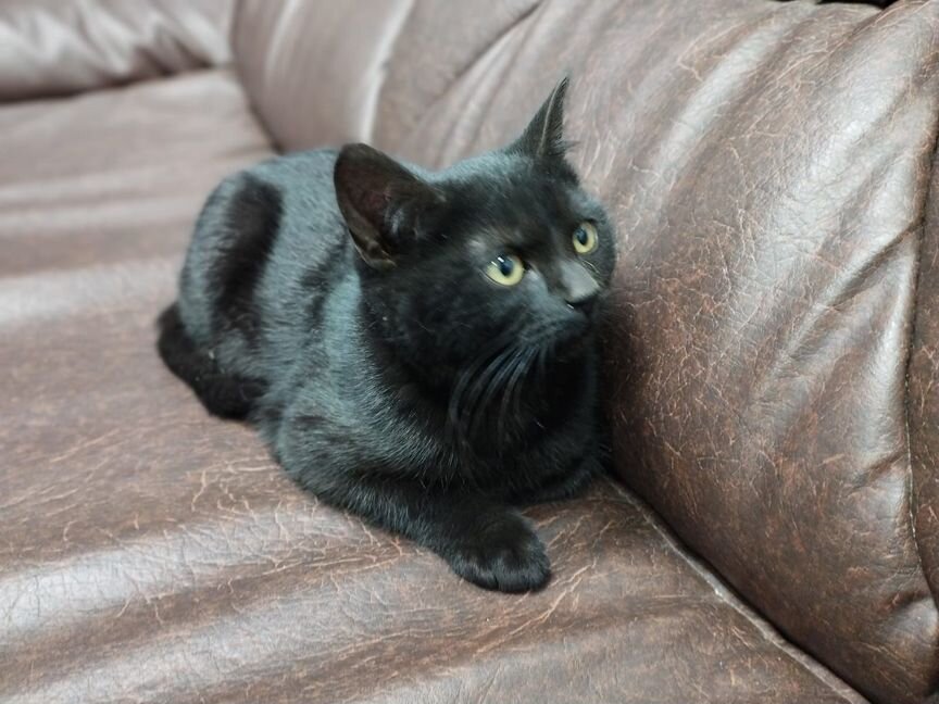 Кошка