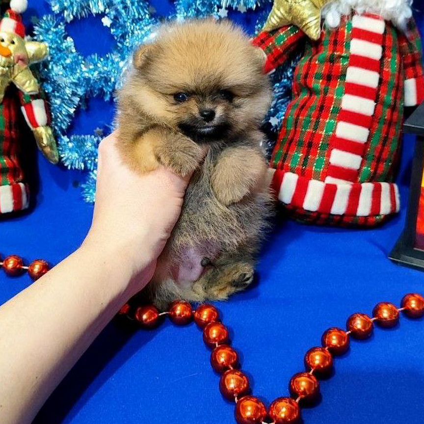 Померанский шпиц, щенок