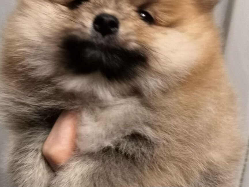 Померанский шпиц