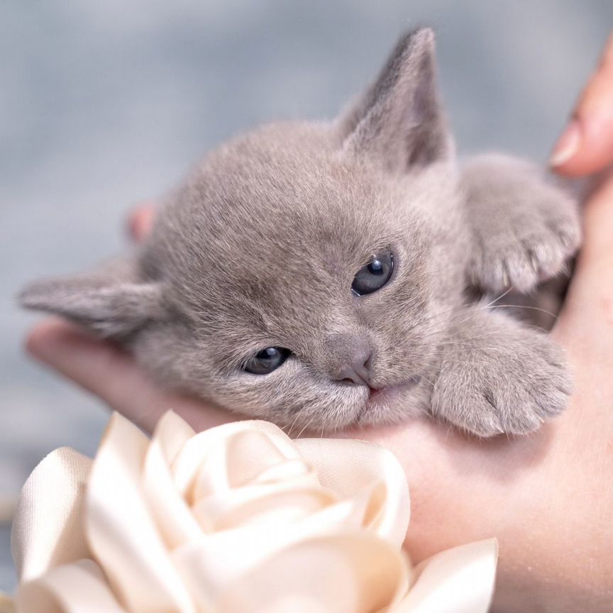 Европейский бурманский котёнок