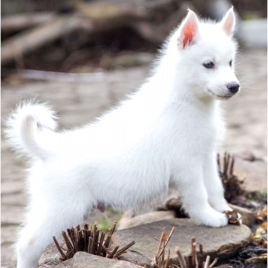 Белоснежные щегки сибирский хаски
