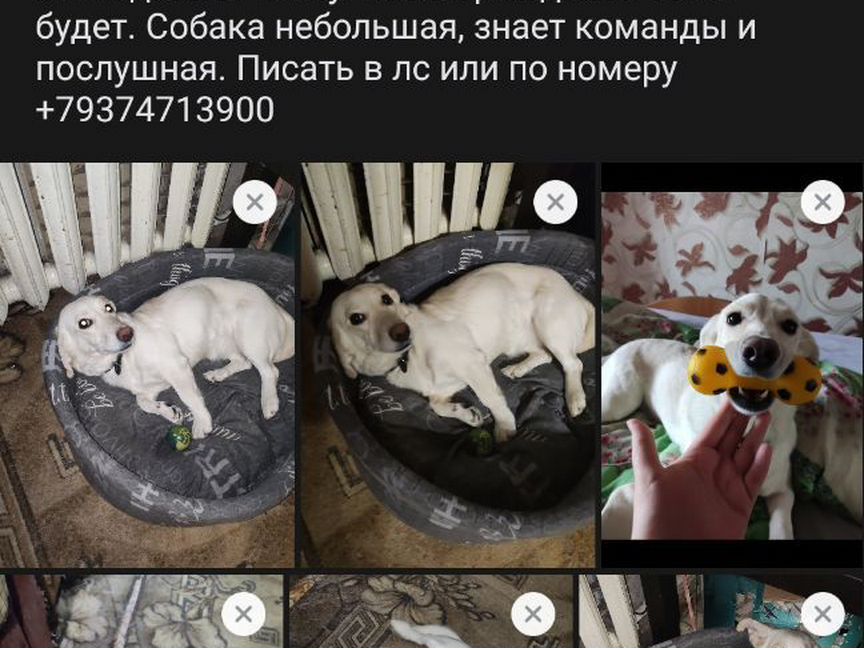 Отдам на передержку