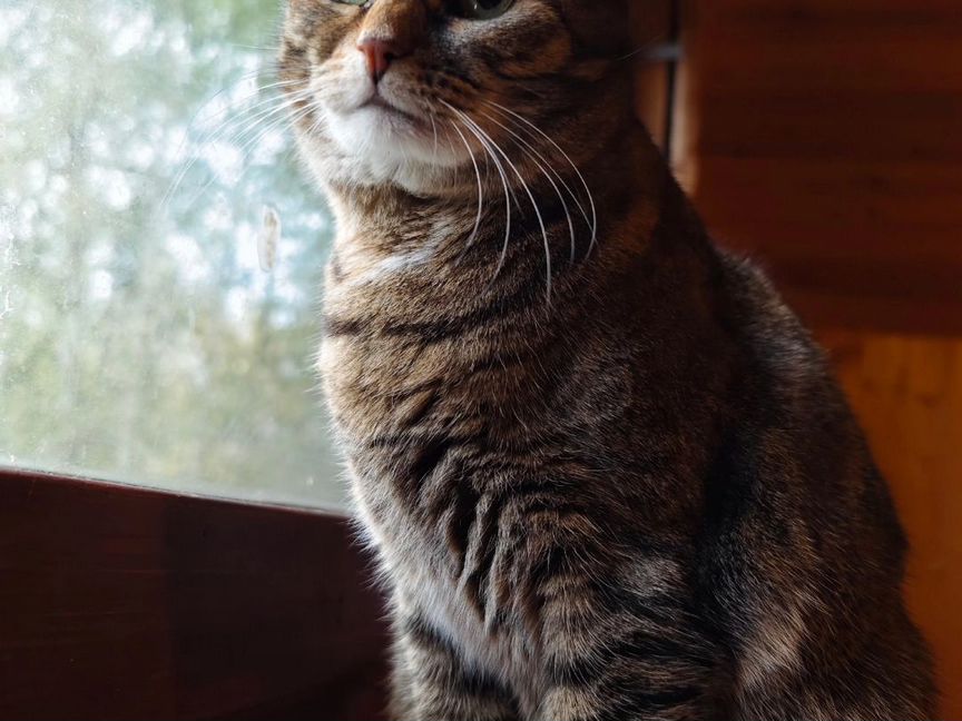 Кошка в дар