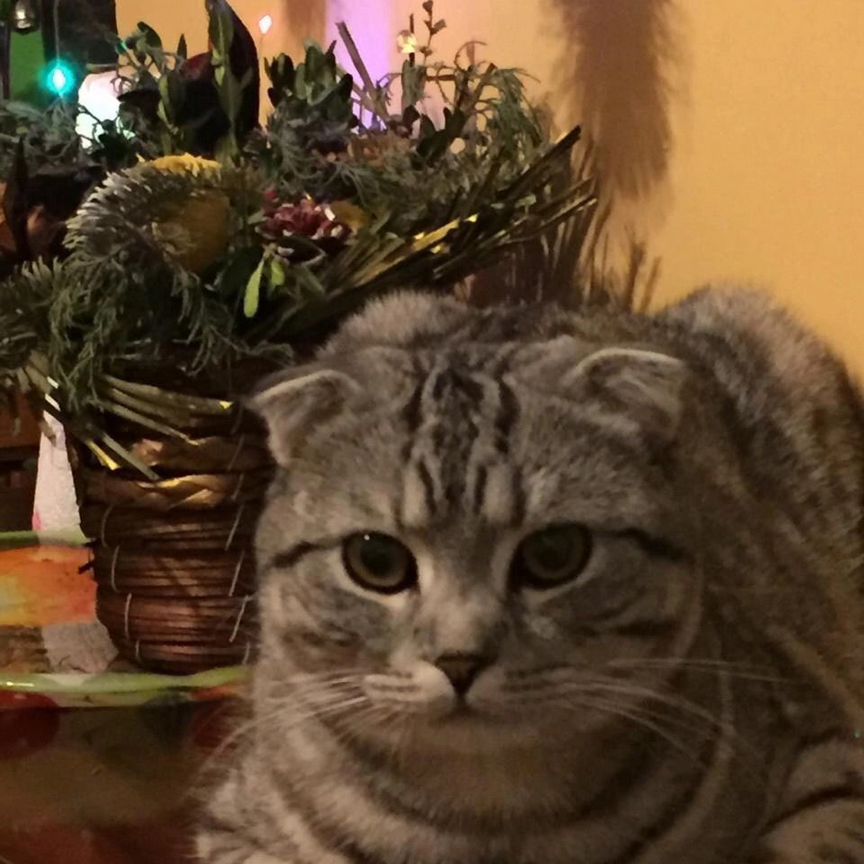 Вислоухий кот