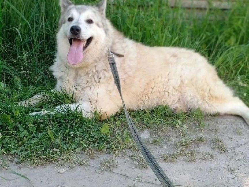 Собака Спарта в хорошую семью бесплатно