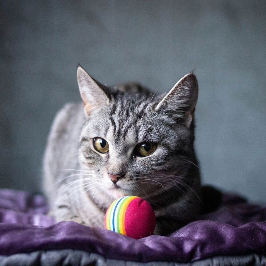 Кошечка ждет семью