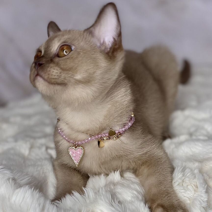 Котята бурманские с документами в любимцы