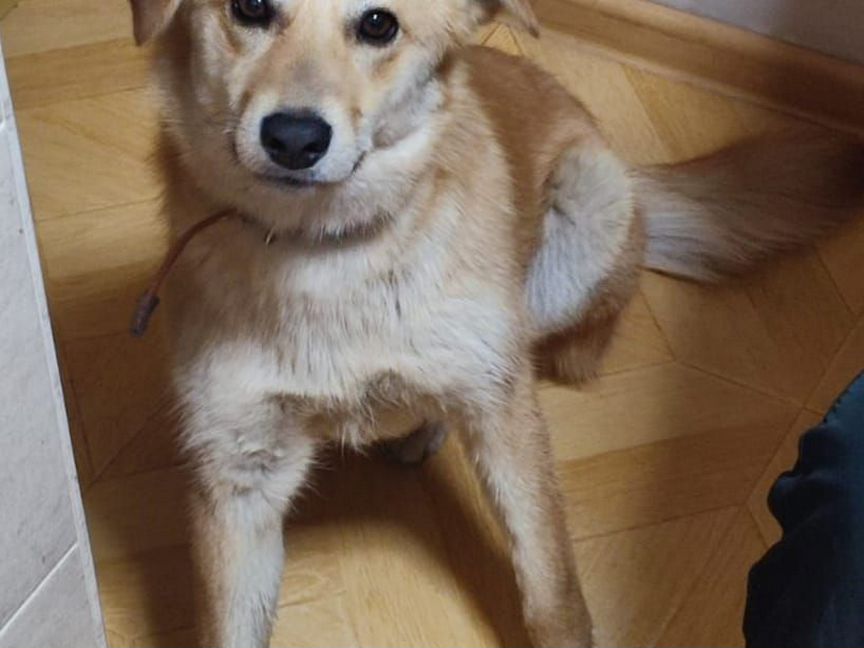 Алиса ищет ответственных хозяев