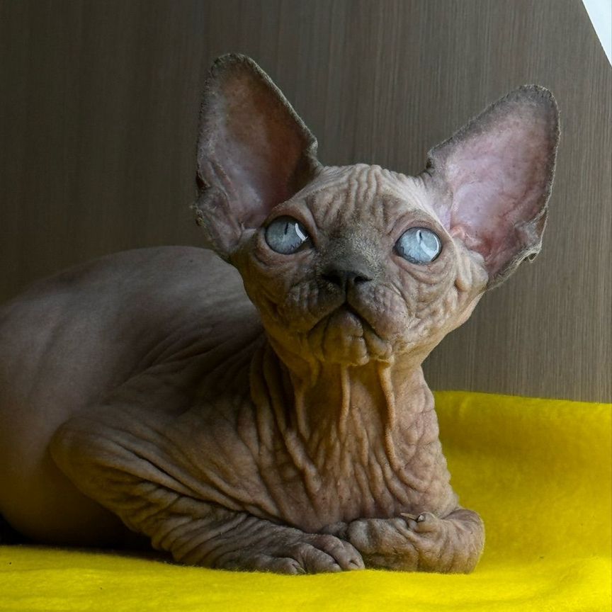 Канадский сфинкс экстим