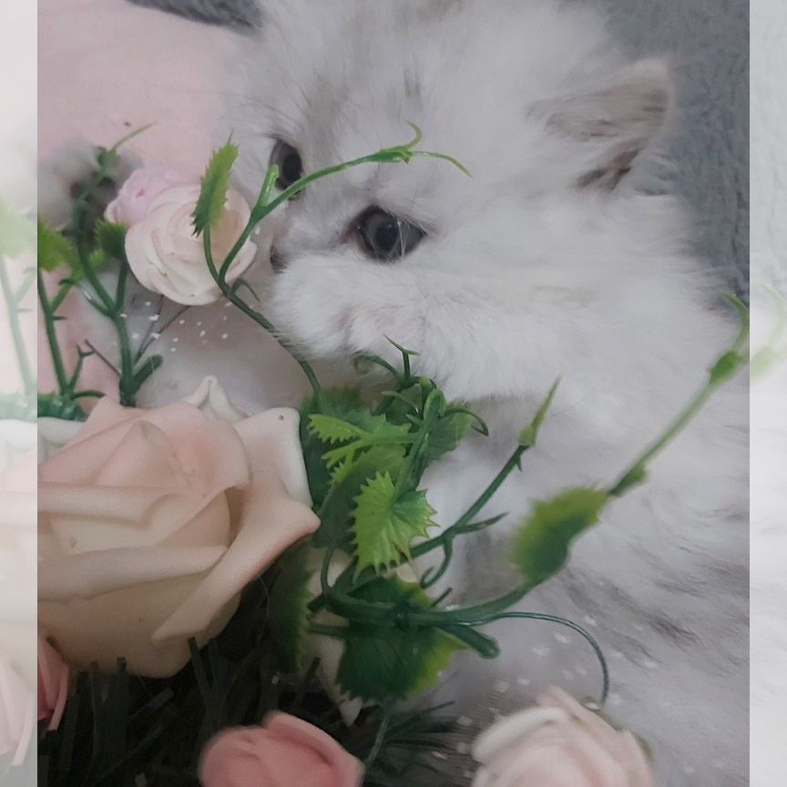 Британский длинношёрстный котёнок