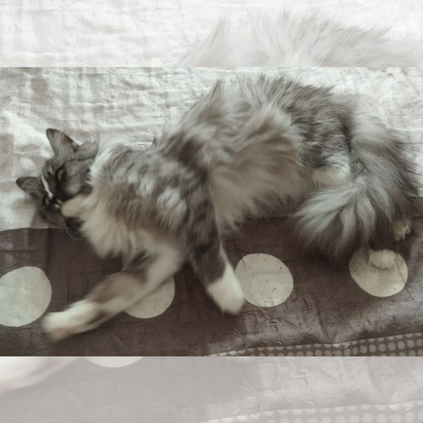 Нужен кот