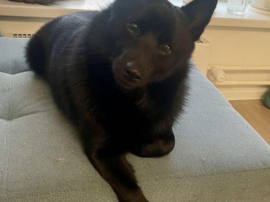 Вязка кобель Шипперке