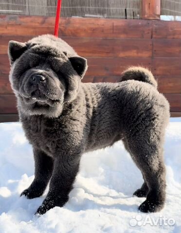 Три голубые девочки смуф