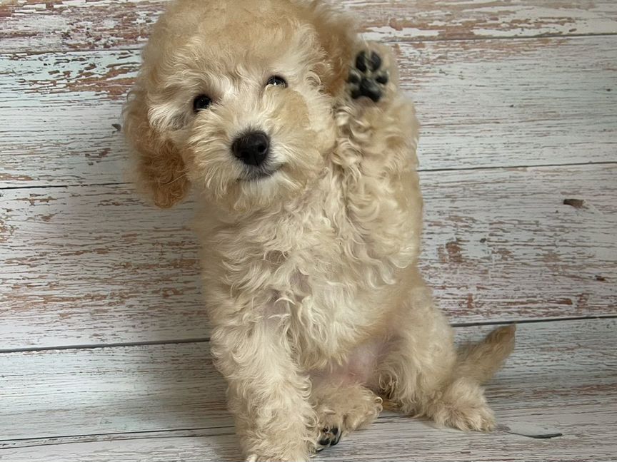 Пудель,той-пудель,бешон,мальтипу,бишпу