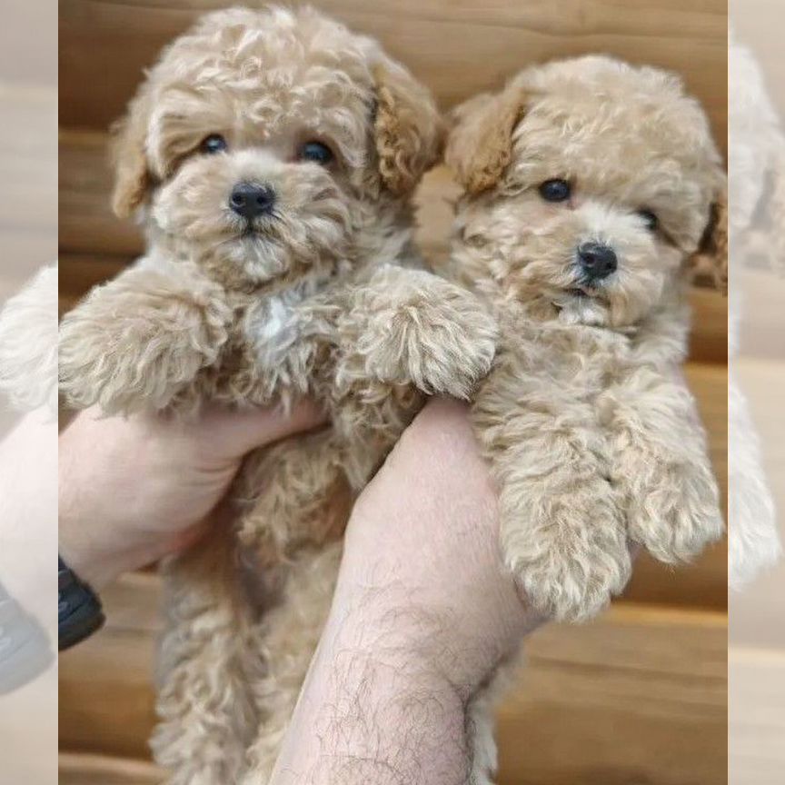 Мальтипу, щенок