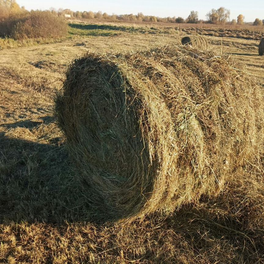Продам сено в рулонах