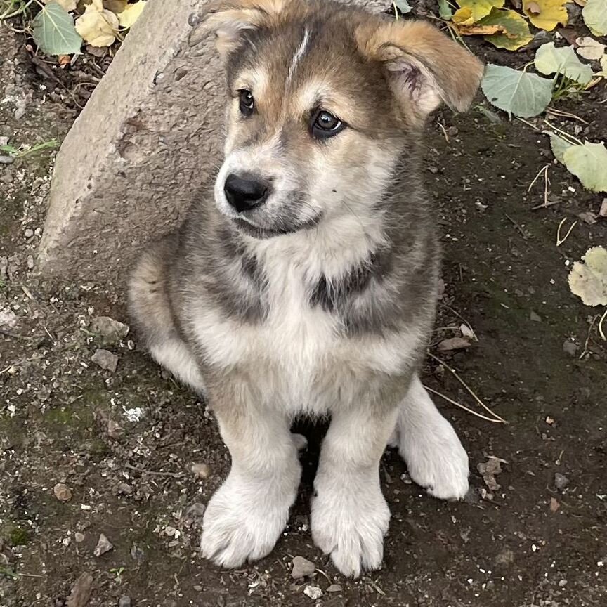 Щенок в добрые руки
