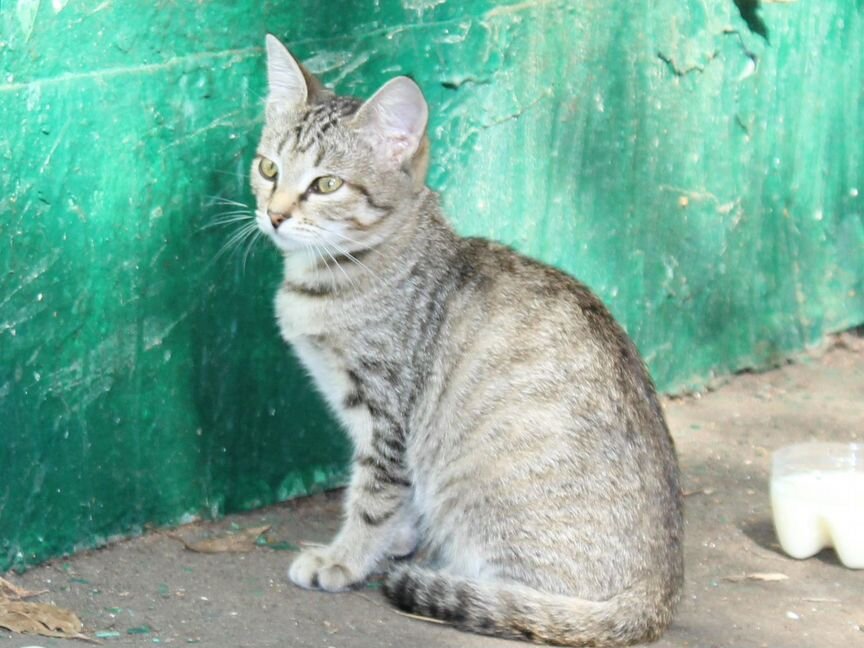 Молодой кошечке нужен дом