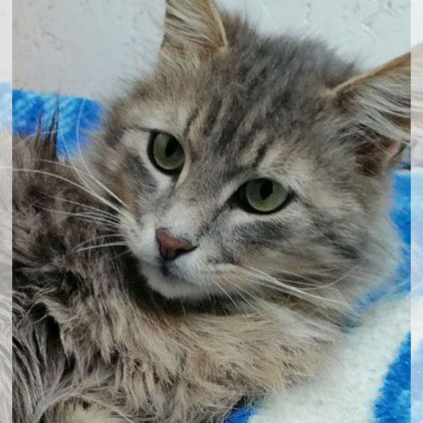 Сибирский, взрослый кот