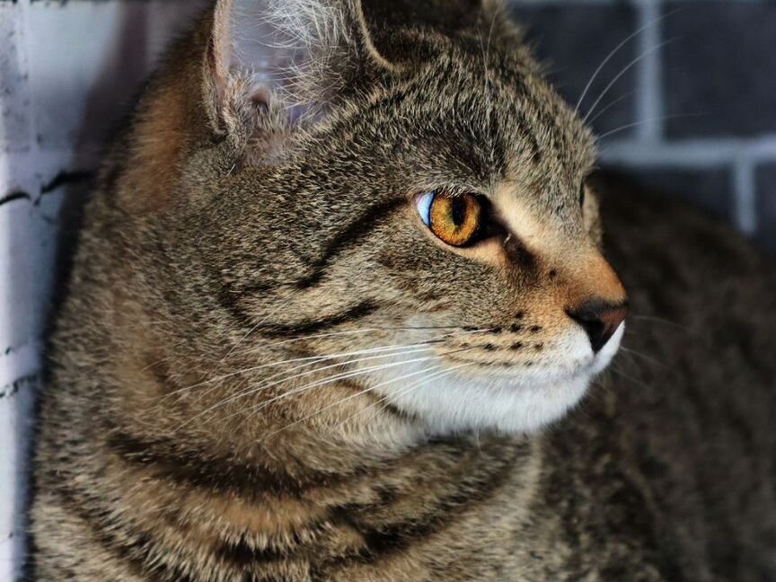 Кира из Душанбе ищет дом