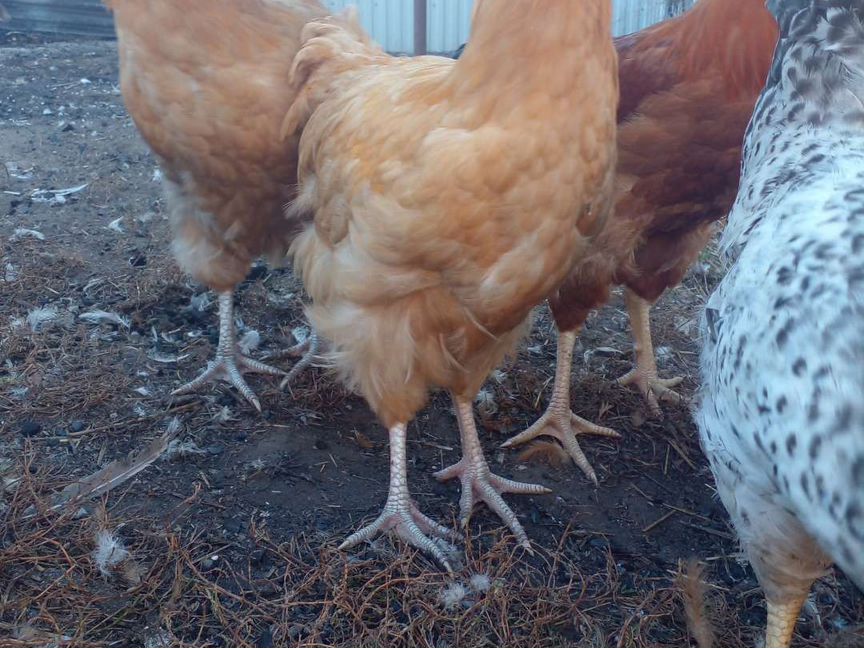 Петухи орпингтоны 3 месяца