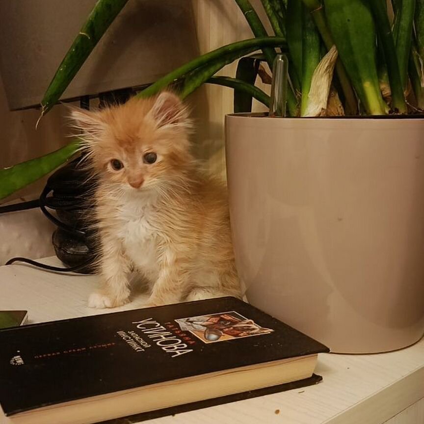 Котёнок Цыпа ищет дом 1 месяц