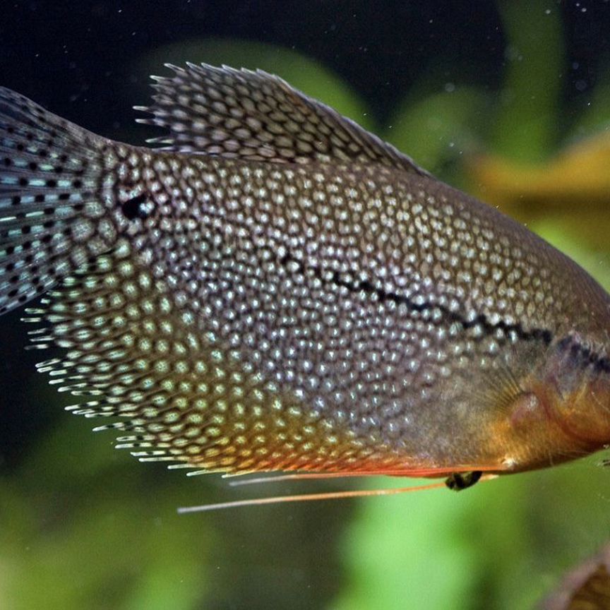 Жемчужный гурамми