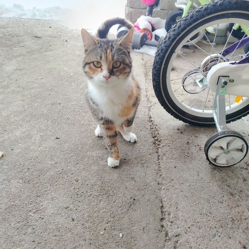 Заберите кошечку