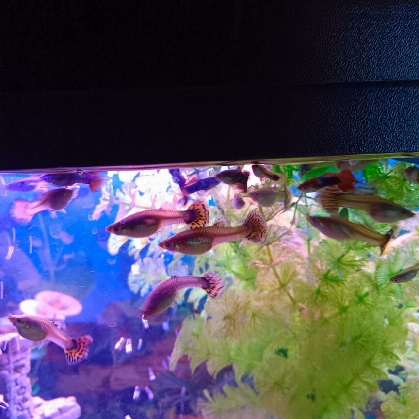 Рыбки гуппи