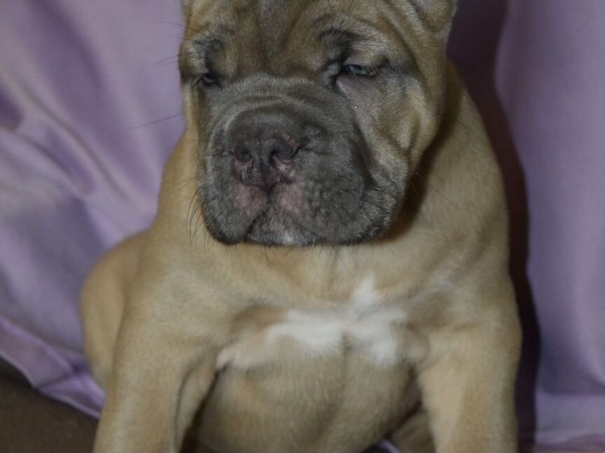 Щенки кане Корсо