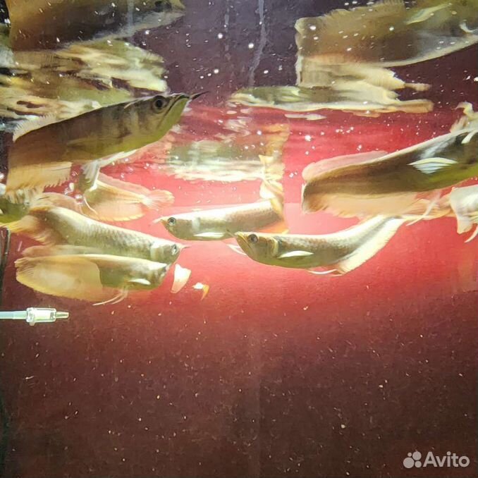 Арована и уару