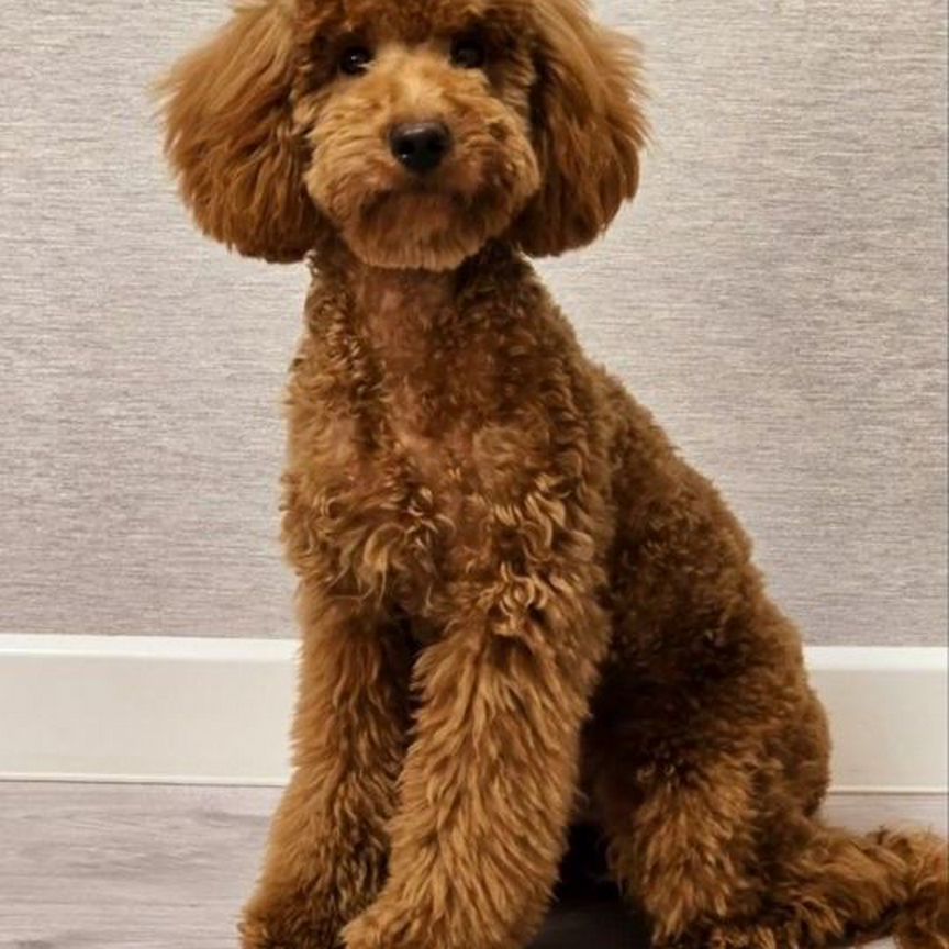 Вязка, пудель red