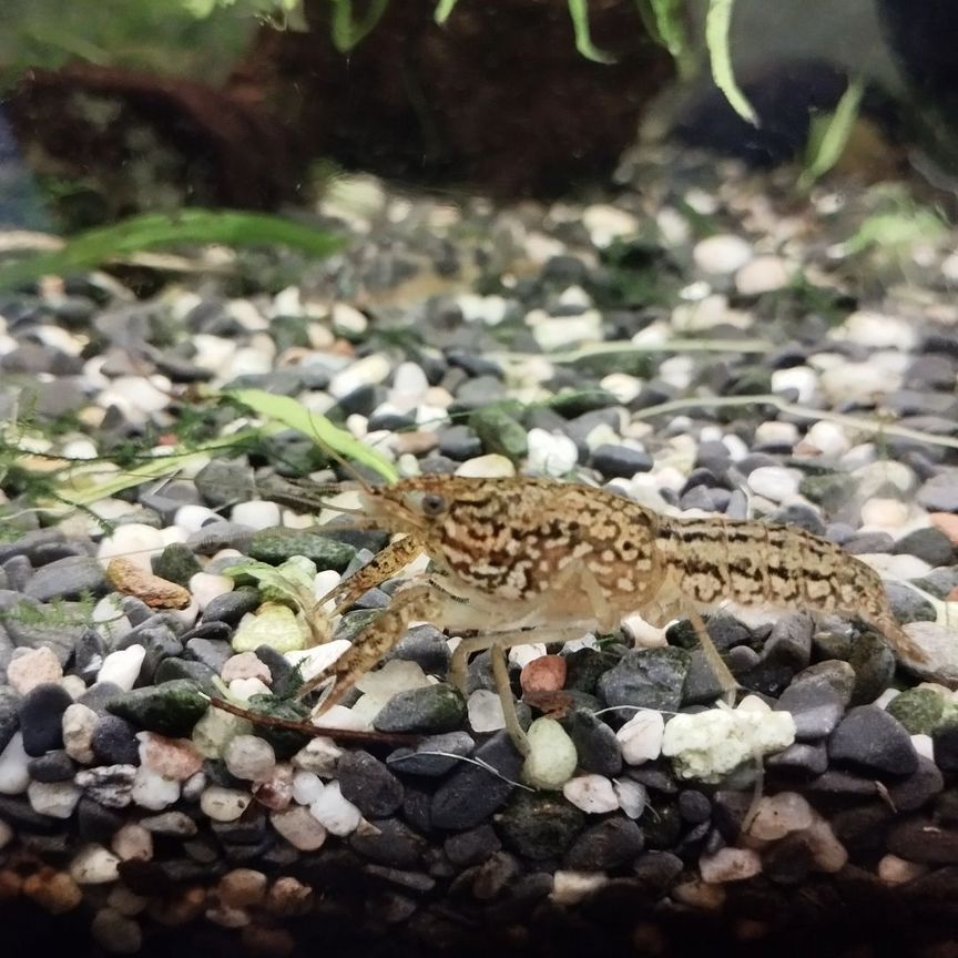 Рак мраморный