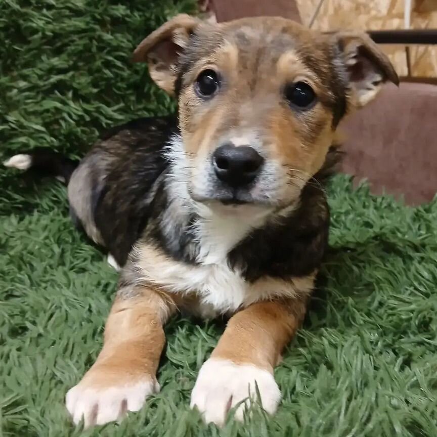 Щенок в добрые руки