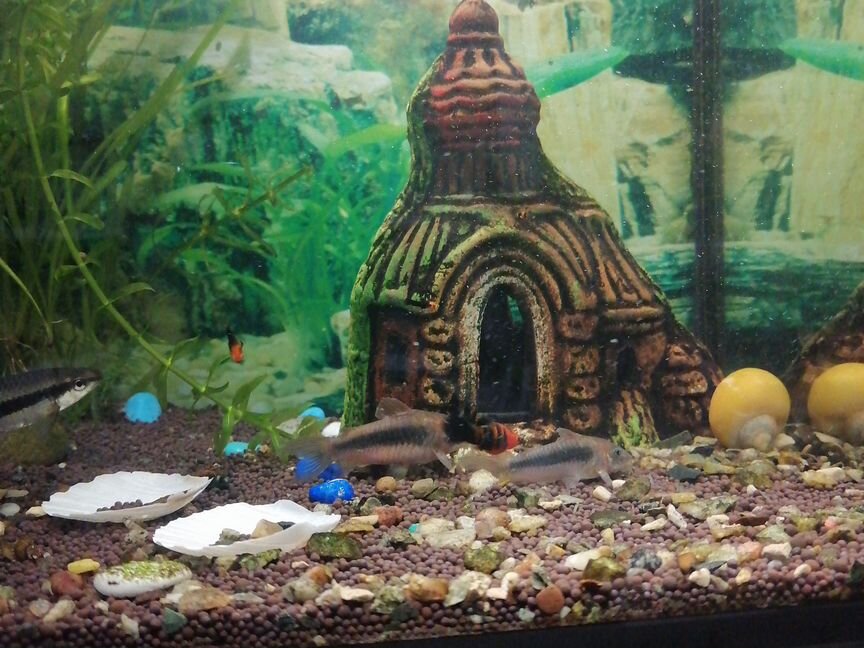 Аквариумные рыбки