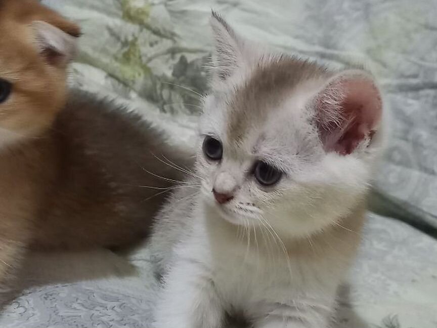 Шотландские котята