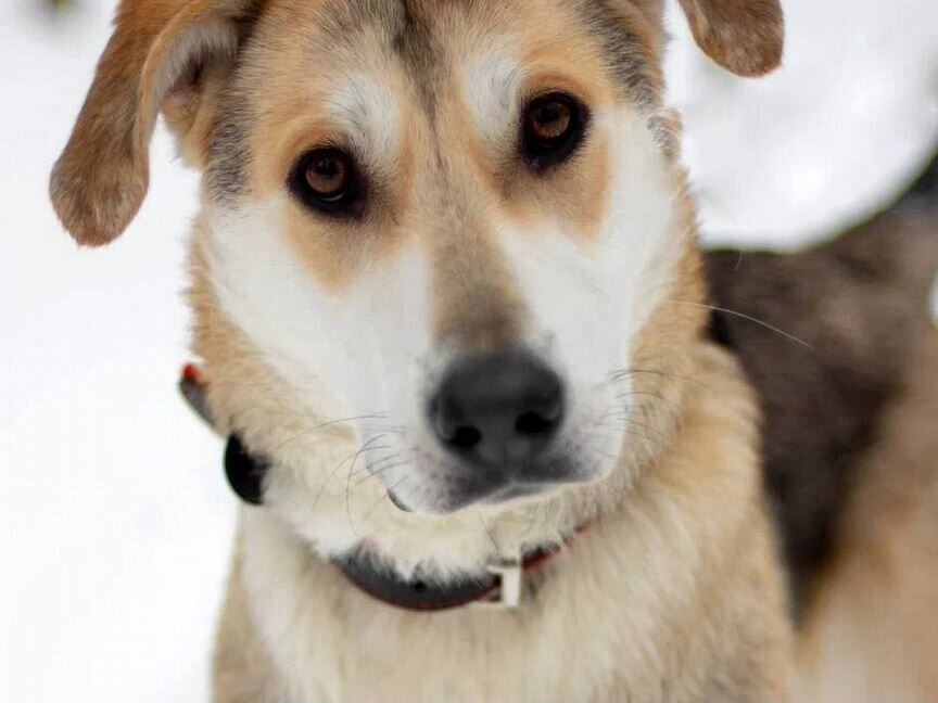 Чудесный пес и отличный друг Турист